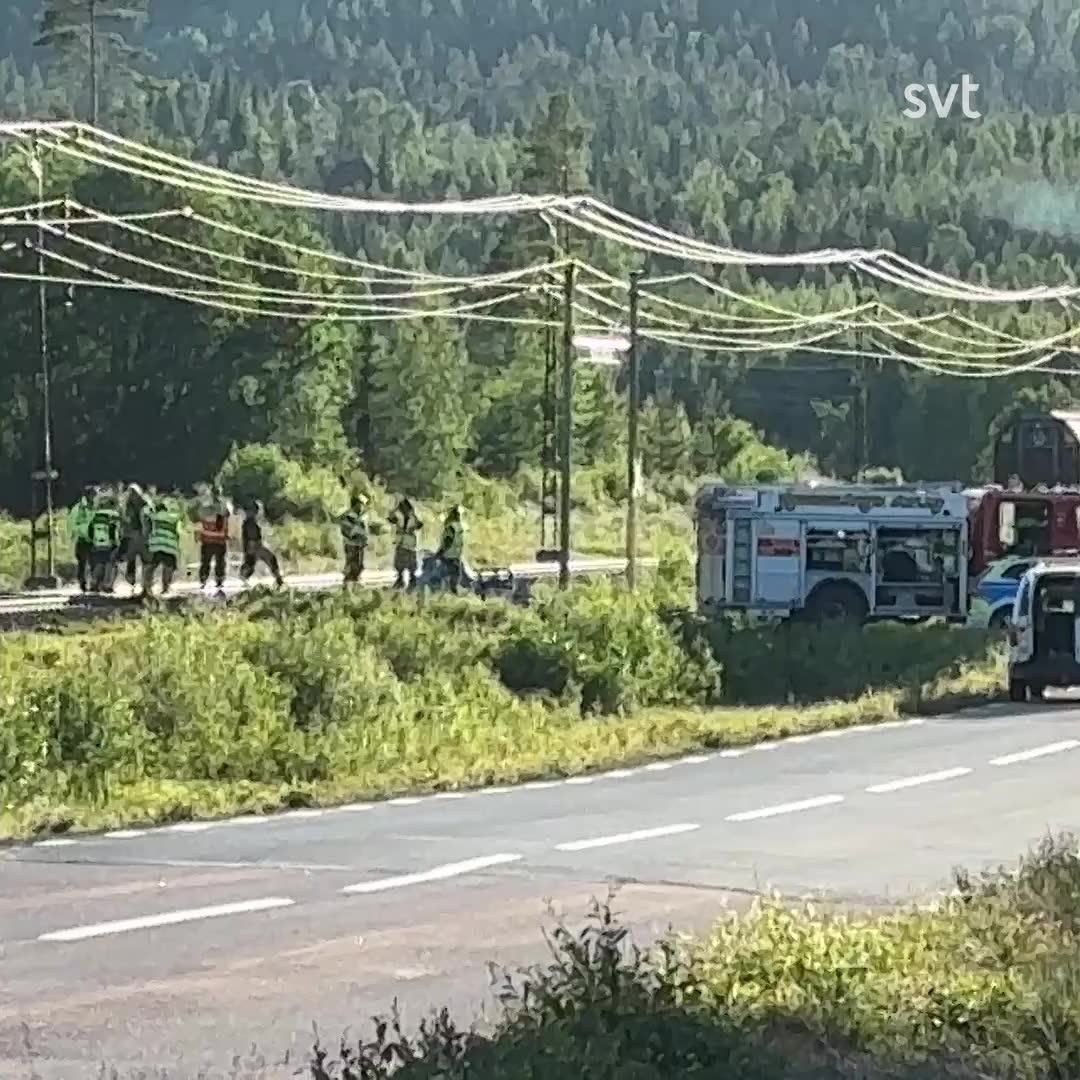 Här passerar två björnungar vägen mellan Hede och Björnrike | SVT Nyheter